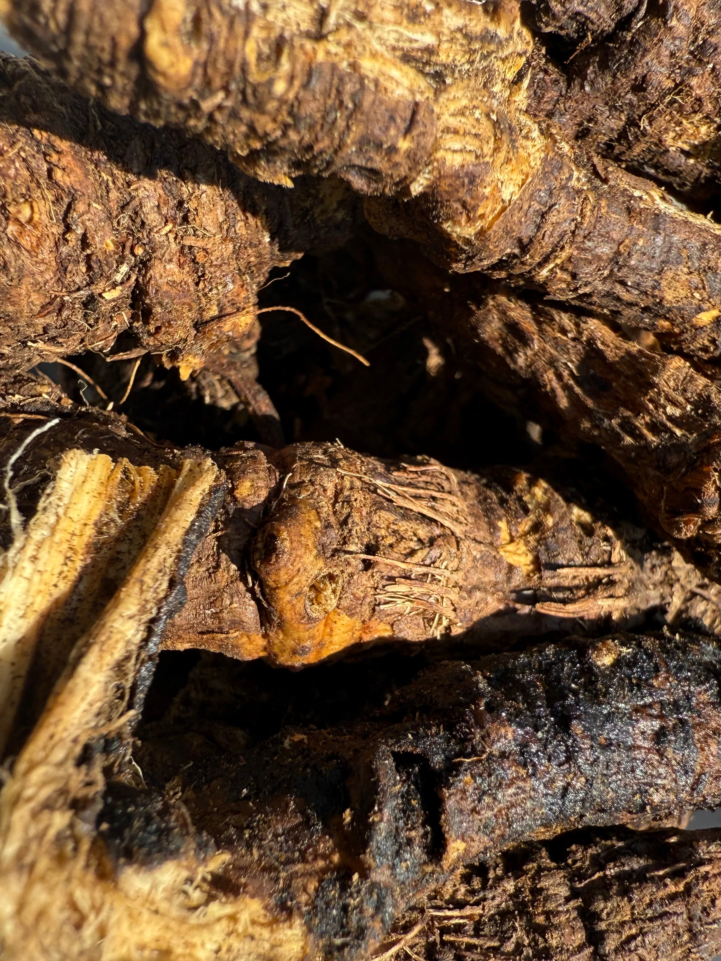 Osha (Bear Root) whole Organic USDA Certified – Gardens of the Ancients